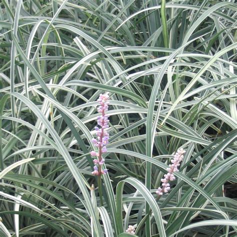 Silver Dragon Liriope Lilyturf Liriope