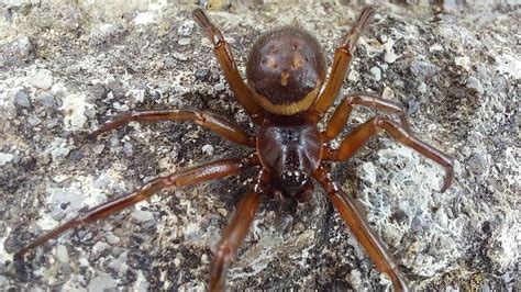 False Widow Spiders 230 Times More Venomous Than Native Species