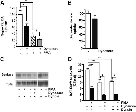 Figure 1 From Cellular Molecular Dopamine Transporter Endocytic Trafficking In Striatal