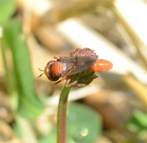 Whats This Bug Portland Oregon Rwhatsthisbug