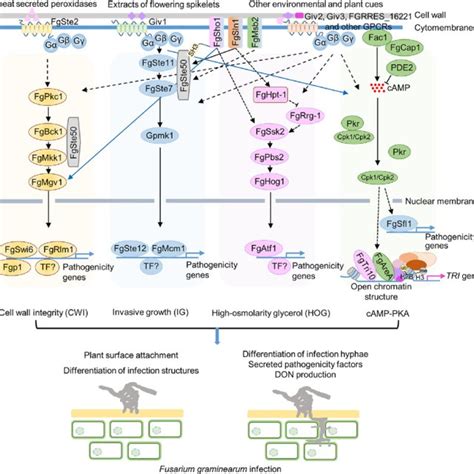 Pdf Combatting Fusarium Head Blight Advances In Molecular Interactions Between Fusarium