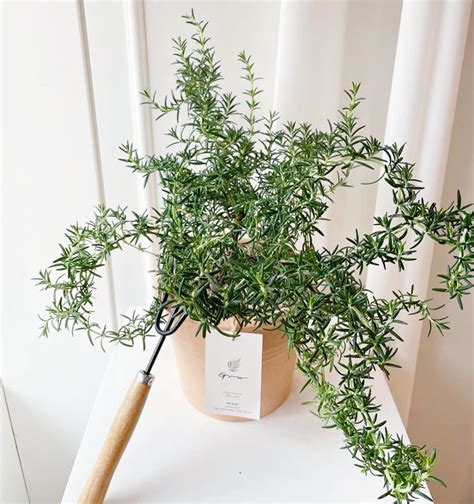 식물 꽃피는 클리핑 로즈마리 허브식물 오늘의집 쇼핑