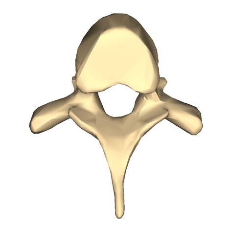 Thoracic Vertebrae Anatomy Quiz