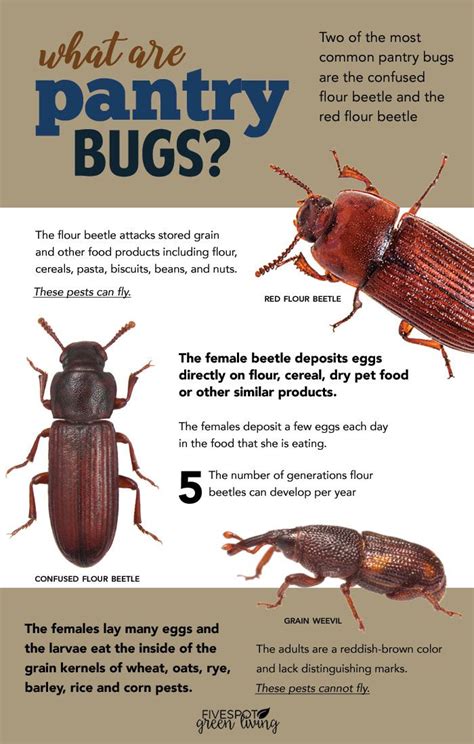 Can Pantry Beetles Fly At Kyle Melvin Blog