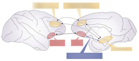 Week Decision Making Diagram Neural Circuits For Decision Making Diagram Quizlet
