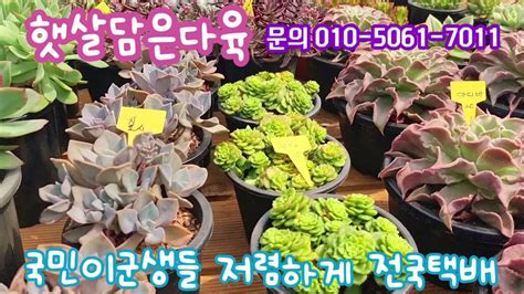 햇살담은다육 국민이군생들 창들도 착한가격에 만나보세요 5만원이상 선물도 준비했습니다 ♡마디바대품 ♡제스타 ♡펄본베르크금 ♡먼로군생 ♡홍포도♡메직쨈♡천사의날개