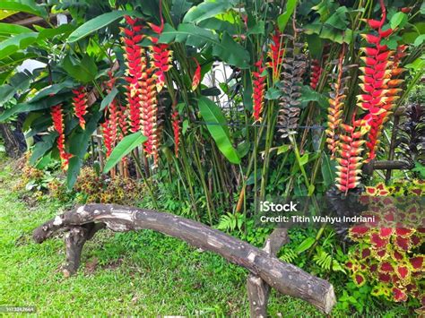 헬리코니아 로스트라타의 정원 랍스터 발톱이나 거짓 낙원의 새를 매달거나 나무 통나무 의자가 있는 장식용 바나나 식물이 휴식을 취할 수 있습니다 시원하고 편안한 0명에 대한