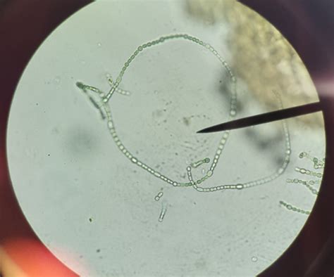 Botany Lab Practical 1 Flashcards Quizlet