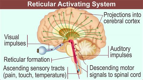 Brain Stem Anatomy Function Brain Stem Stroke And Brain Stem Tumor