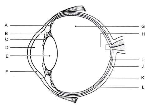 Eye Label Part One Diagram Quizlet