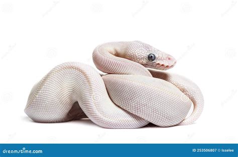 blue eyed leucistic python regius isolated stock image image of shot