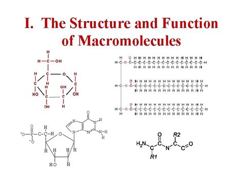 I The Structure And Function Of Macromolecules A