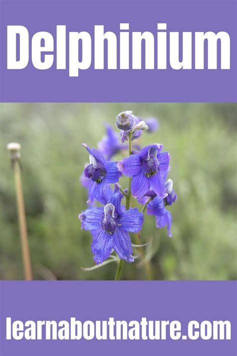 Delphinium Perennial Flowering Plants For Scorpion Repellent Delphinium Perennial Flowering Plants For Scorpion Repellent