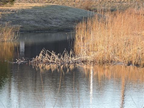 Premium Photo Reflection Of Tree In Lake