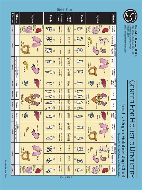 Tooth Organ Relationship Chart Pdf Pituitary Gland Endocrine System