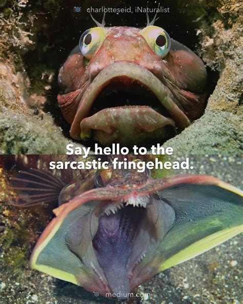 Sarcastic Fringehead