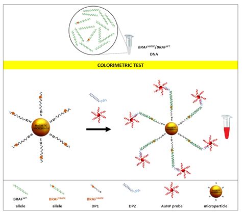 Naked Eye Detection Of Rare Point Mutations In DNA