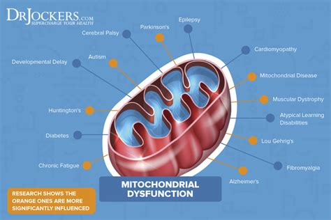 Mitochondrial Dysfunction And Chronic Disease