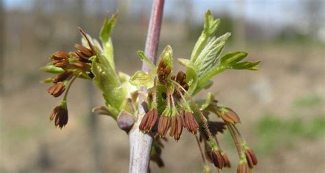 Boxelder Purdue University Fort Wayne
