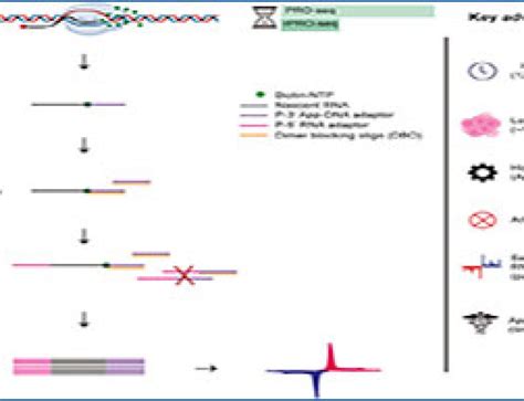 Rna Seq Basics Applications And Protocol Rna Seq Blog