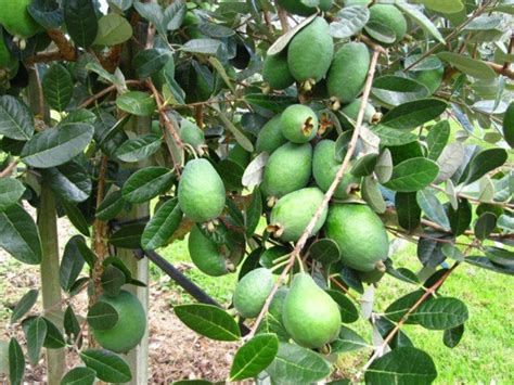 19 Fun Facts About Feijoas
