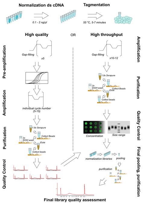 Cdna Library Protocol