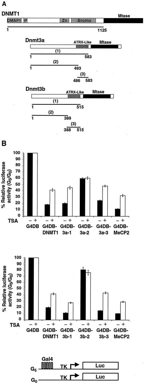 The N Terminal Regions Of Dnmt3a And Dnmt3b Repress Transcription A Download Scientific