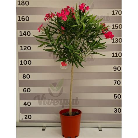 Nerium Oleander Stem