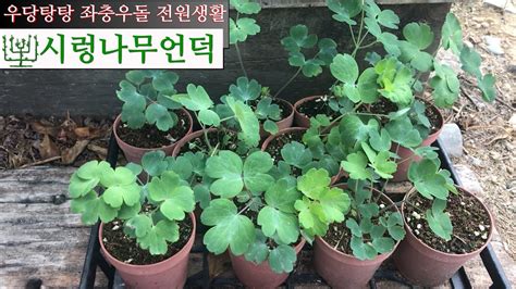 완두콩 모종 심고 매발톱꽃 옮겨심기 Youtube