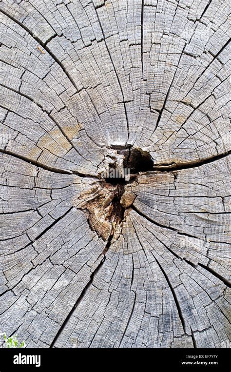 CROSS SECTION OF FELLED TREE TRUNK Stock Photo Alamy