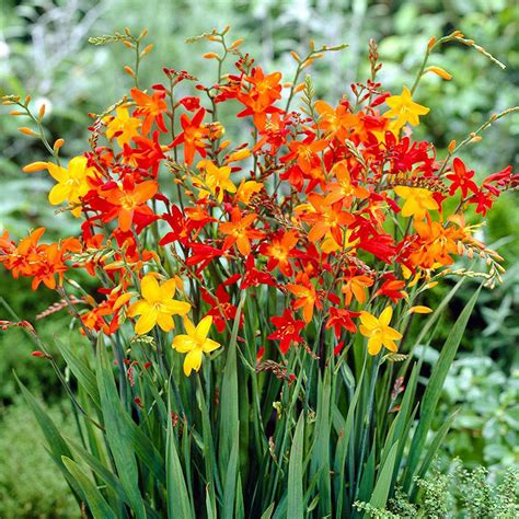 Crocosmia Bulbs Mix Spring Flower Bulbs Eden Brothers