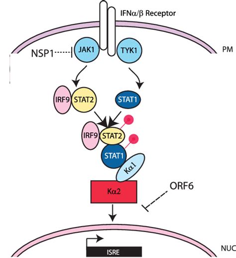 The Jak Stat Signaling Pathway And Sars Cov The Jak Stat Pathway