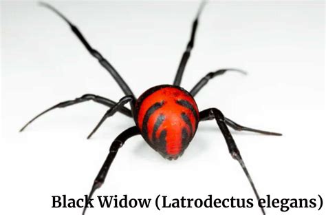 Black Widow Latrodectus Elegans