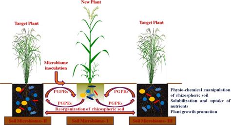 Microbial Assisted And Genomic Assisted Breeding A Two Way Approach For The Improvement Of