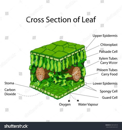 Education Chart Cross Section Of Leaf Diagram