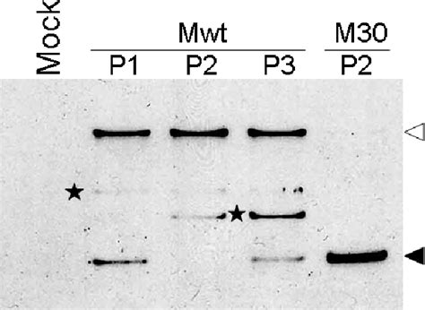 Figure 1 From Patchwork Structure Function Analysis Of The Sendai Virus Matrix Protein