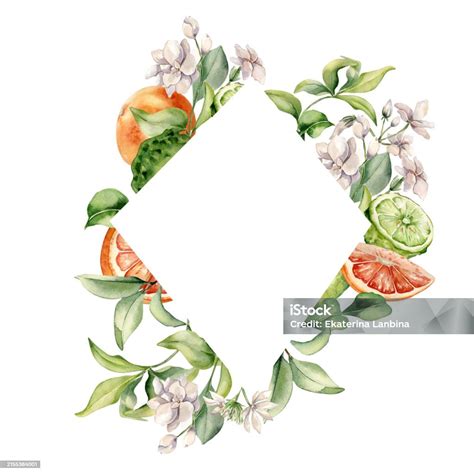 마름모꼴 꽃무늬 감귤 프레임 재스민과 베르가못 수채화 그림이 분리되어 있습니다 재스민 꽃과 과일 나무 가지 손으로 그린 식물