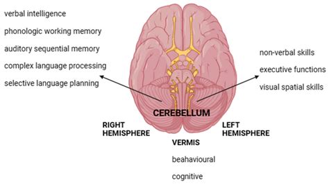 Anatomy Of Cerebellum