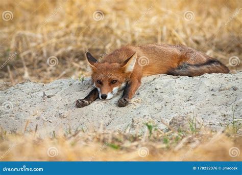 Bored Young Red Fox Lying Down And Stretching Legs On Agricultural