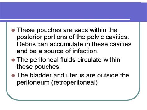 The Reproductive System The Pelvis And Perineum L