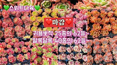 ️마감 ️ 1월 9일💚40종의 62들~한파도 따뜻하게 만드는 알록달록 따뜻한 색감💥🍭 스위트다육 다육 다육이 다육식물 Youtube