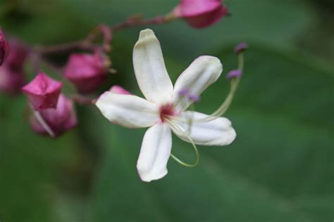 Traditional Uses Of Chou Wu Tong Clerodendrum Trichotomum Health