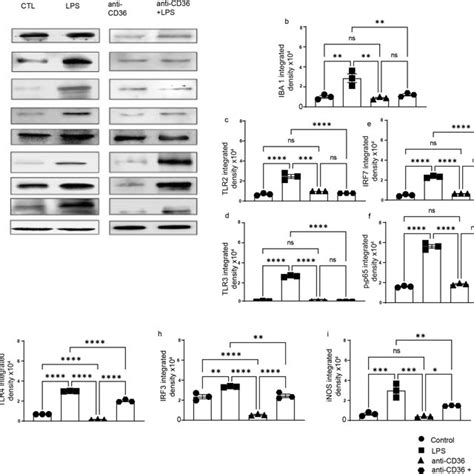 Cd36 Mediated Effects On Tlr Signalling Pathways In Neonatal Brain And Download Scientific