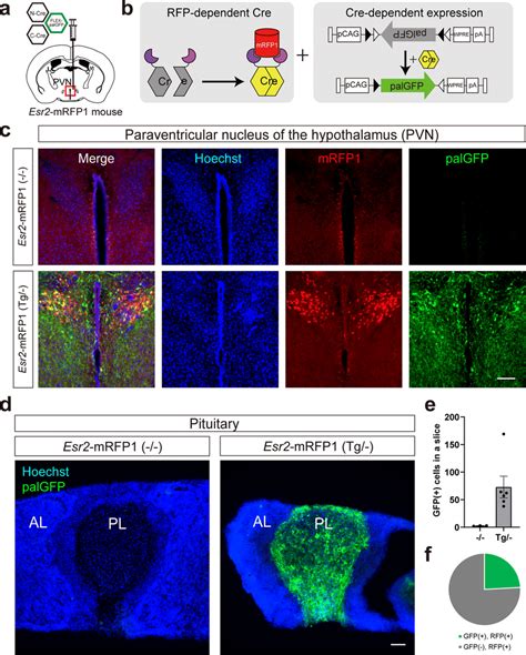 Anterograde Tracing Using Cre Dor In Esr2 Mrfp1 Transgenic Mice A