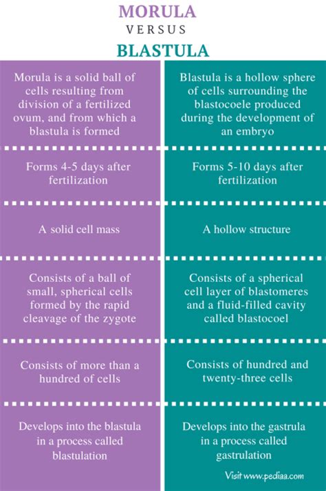 Difference Between Morula And Blastula Definition Structure