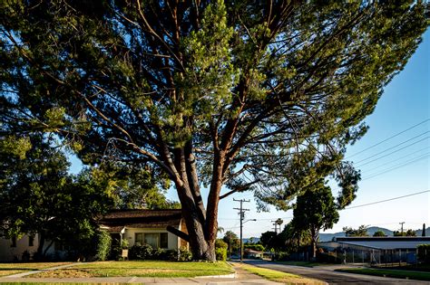 Trees And The Homes They Shade On Behance Trees And The Homes They Shade On Behance