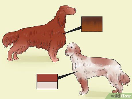 How To Identify An Irish Setter 10 Steps With Pictures