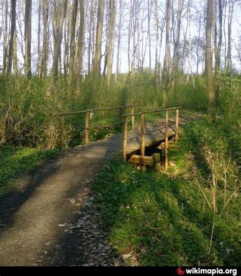 Bażanciarnia Forest