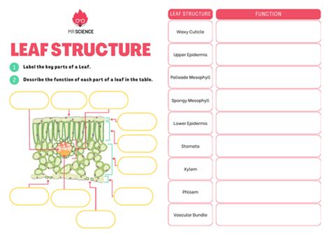 Igcsegcse Biology Leaf Structure Worksheet Teaching Resources