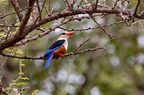 15 Beautiful Birds With Red Beaks With Pictures